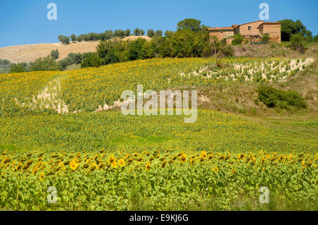 Italy, Tuscany, countryside, sunflowers field Stock Photo - Alamy