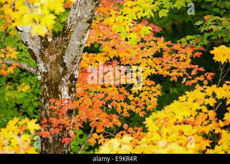 Fall Foliage Lafayette Brook Mt Lafayette Franconia Notch White ...