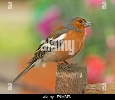 Beautiful colorful image of Chaffinch bird Fringilla Coelebs in ...