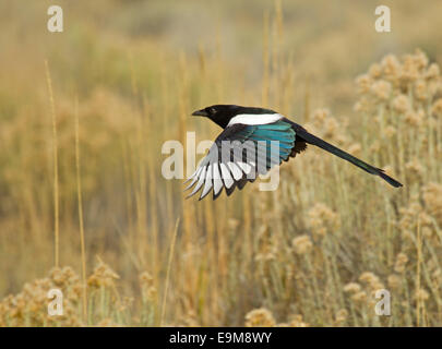 Magpie in flight Stock Photo - Alamy