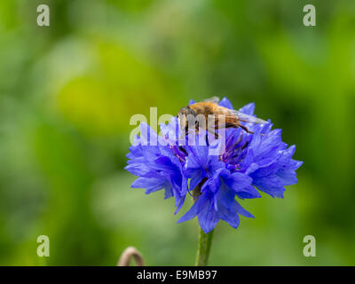Blue small wild flower macro Muscari neglectum family asparagaceae ...