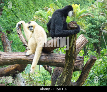 Two Gibbon sitting on the tree. Indonesia. The island of Kalimantan ...