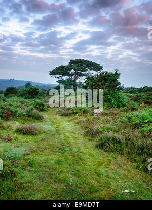 dawn in a pine forest Stock Photo - Alamy