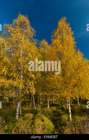 Autumnally coloured birch trees (Betula pendula), Lake Lagarfljót, near ...