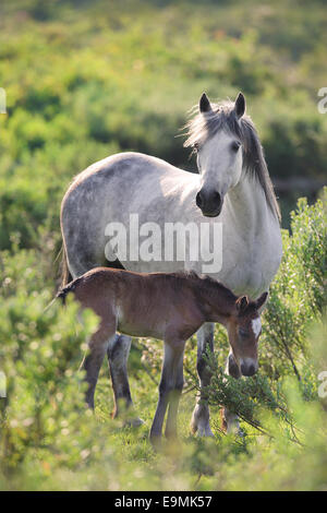 Connemara pony grey mare and foal in buttercup meadow, Connemara ...
