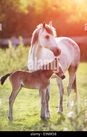 Connemara pony at sunset Stock Photo - Alamy