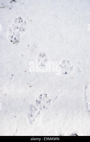Dog trace on snow, close up shot Stock Photo - Alamy