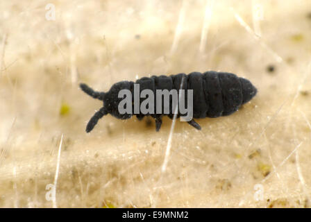 Aquatic springtail, Podura aquatica, a plant scavenger from a garden ...