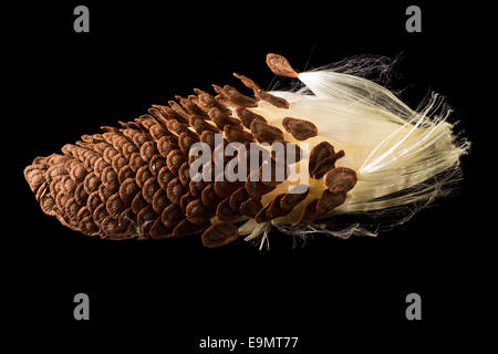 Macro photo of swamp milkweed seed pod Stock Photo - Alamy