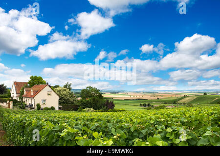 Vineyard landscape, Montagne de Reims, France Stock Photo - Alamy