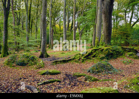 Trevaylor woods Penzance Cornwall UK. Beautiful woodland in west ...