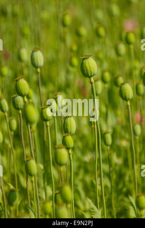 Schlaf-Mohn, Schlafmohn, Mohn, Papaver somniferum, Opium Poppy Stock ...