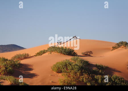 Yellow sand dunes and a homemade fence of sticks for the detention of ...