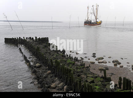Spieka-Neufeld, Germany. 30th Oct, 2014. Prawn fisher Alwin Kocken ...
