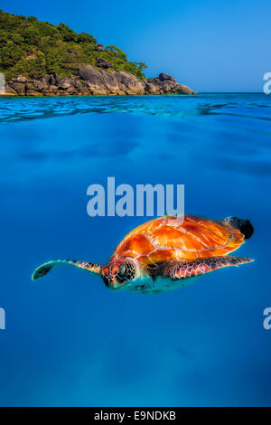 Hawksbill Sea Turtle, Similan Islands, Andaman Sea, Thailand ...