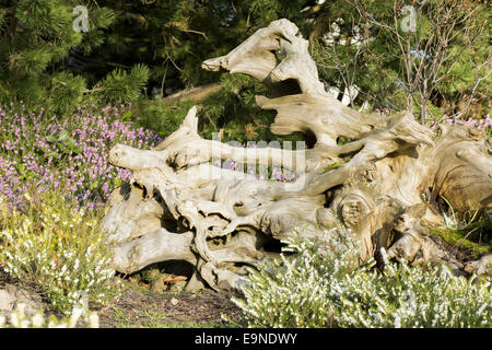 Old bizarre root Stock Photo - Alamy