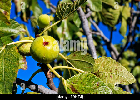 Fig Tree / Feigenbaum Stock Photo - Alamy
