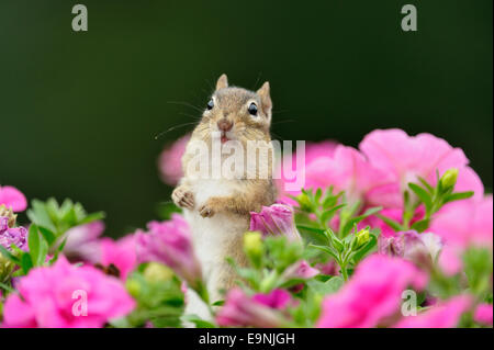 Eastern Chipmunk (Tamias striatus) Investigating flower planter with ...
