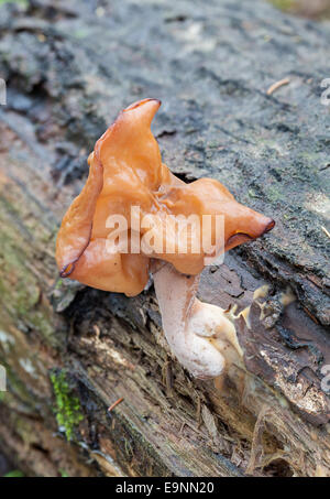 Elfin Saddle, Hooded False Morel, Turban Fungus (Gyromitra infula Stock ...
