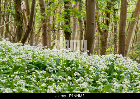 Coombe wood near Amberley when the Ransoms are in flower Stock Photo ...