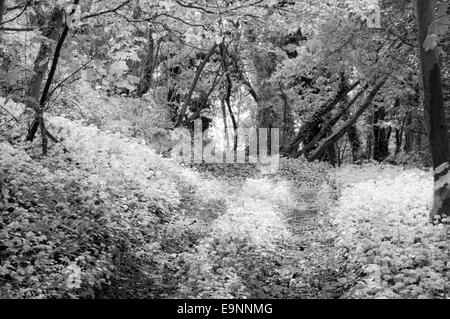 Coombe wood near Amberley when the Ransoms are in flower Stock Photo ...