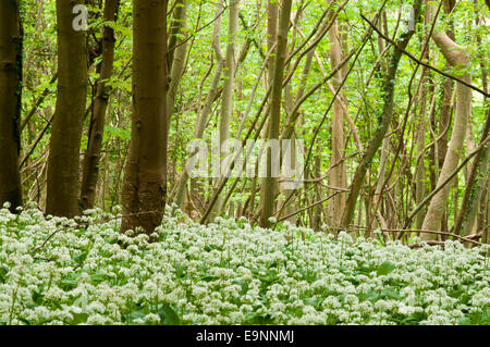 Coombe wood near Amberley when the Ransoms are in flower Stock Photo ...