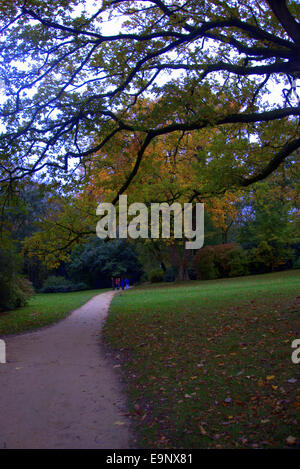 Trees like acers, beech, tulip tree, oaks, sweet chestnuts ; occasional ...