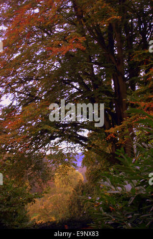 Trees like acers, beech, tulip tree, oaks, sweet chestnuts ; occasional ...