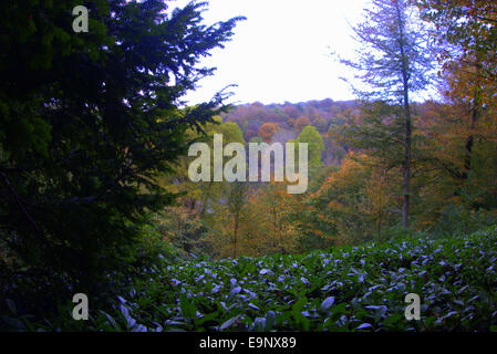 Trees like acers, beech, tulip tree, oaks, sweet chestnuts ; occasional ...