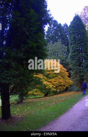Trees like acers, beech, tulip tree, oaks, sweet chestnuts ; occasional ...