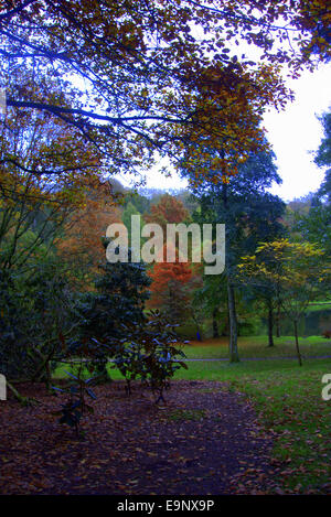 Trees like acers, beech, tulip tree, oaks, sweet chestnuts ; occasional ...