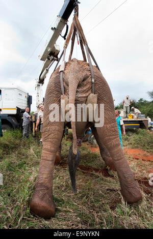 Vasectomy of wild elephant (Loxodonta africana), with Dr Jeff Zuba of ...