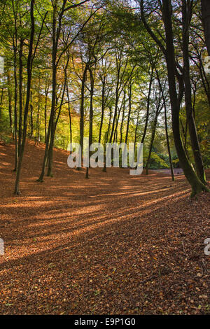 Autumn in Buckholt Beechwoods a National Nature Reserve (NNR) near ...