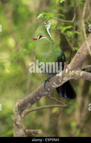 Livingstone's Turaco (Tauraco livingstonii) on a branch, Tanzania Stock ...