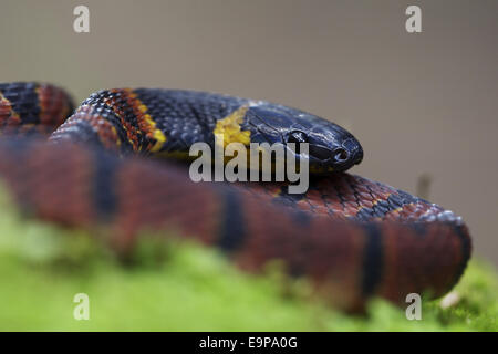 Red Coffee Snake (Ninia sebae) adult male, in cloudforest, Cusuco N.P ...