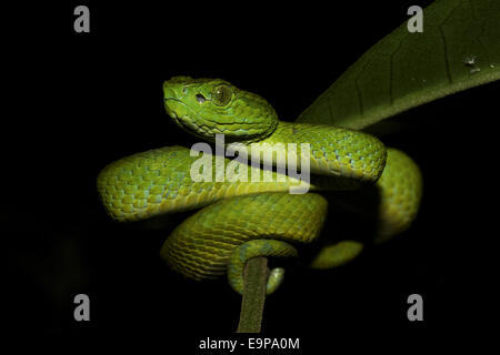 Honduran Palm-pitviper (Bothriechis marchi) juvenile, coiled on branch ...