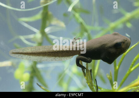 A common toad (Bufo bufo) tadpole swimming in front of pond weed ...