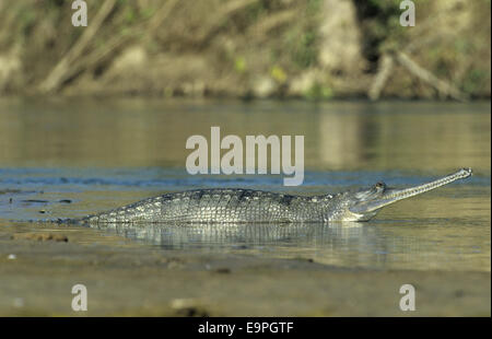 Gharial (Gavialis gangeticus) crocodile in Chitwan National Park, Nepal ...