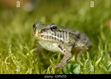 Closeup of an adult pool frog , Pelophylax lessonae in Gard, France ...