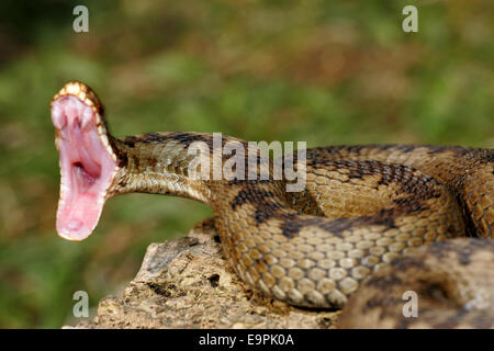 Adder bite (Vipera berus) showing comparison of hands after being ...