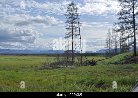 Northern landscape. Swampy plain under the blue sky with rare trees and ...