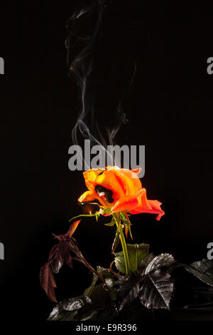 Rose and fire. Burning flower with smoke dark background. Red flower ...