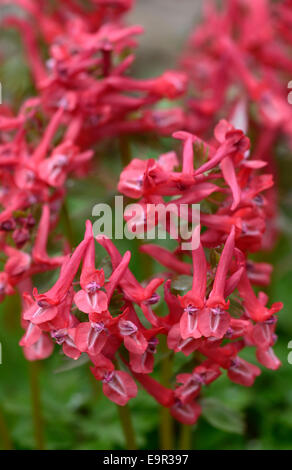 corydalis solida george baker,red flowers,clump forming,spring ...