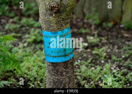 grease band trunk fruit tree bands barrier control controlling insects ...