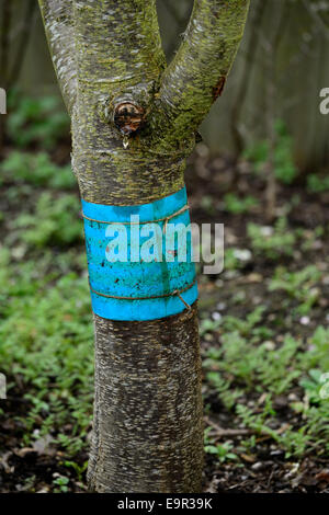 grease band trunk fruit tree bands barrier control controlling insects ...
