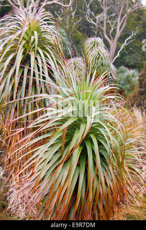 Richea pandanifolia pandani plants which are native to Tasmania, here ...