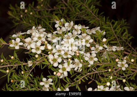 Tantoon (Leptospermum polygalifolium Stock Photo - Alamy