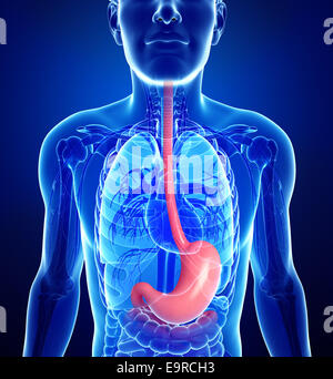 Male Guts / Stomach Digestive Anatomy xray view Stock Photo - Alamy