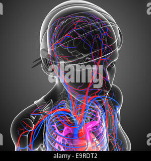Brain capillary, illustration Stock Photo - Alamy