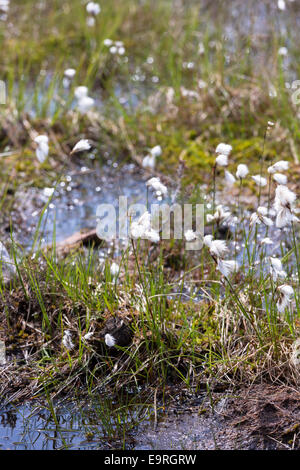 Bog Cotton white wild flower blowing in the wind on a turf, peat, bog ...